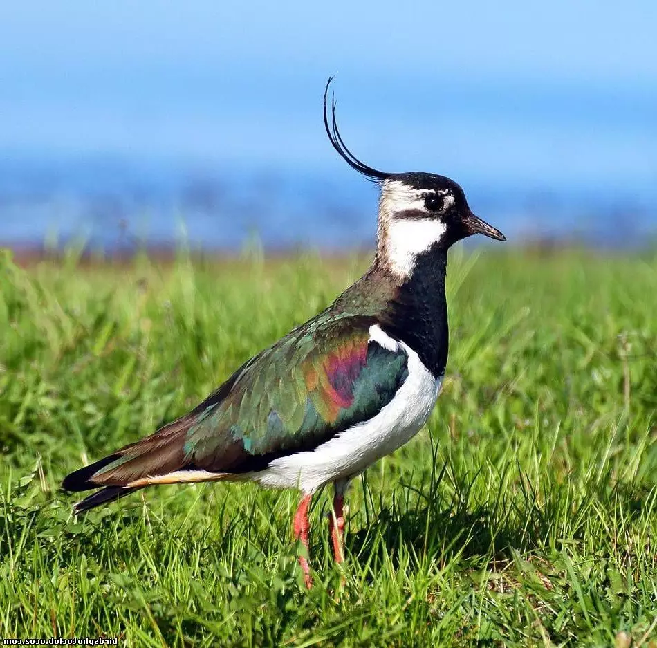 田雞（Vanellus vanellus）。