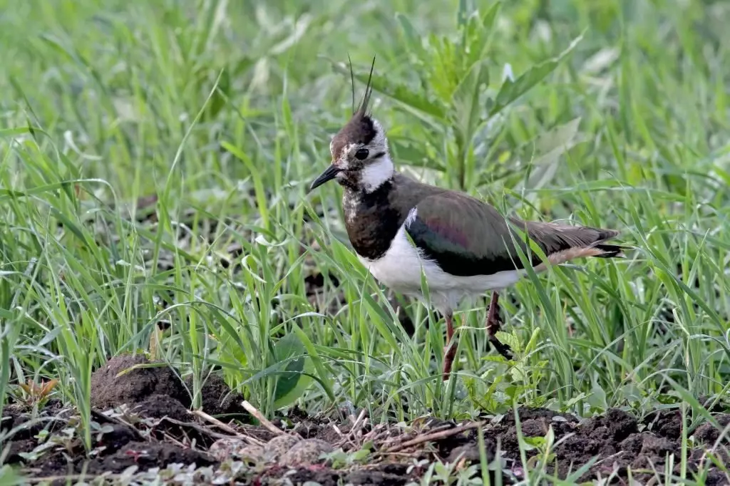 Lapwing- ը հեշտ է ճանաչել ՝ հակադրելով փետուրներն ու չարաճճի փնջերը: