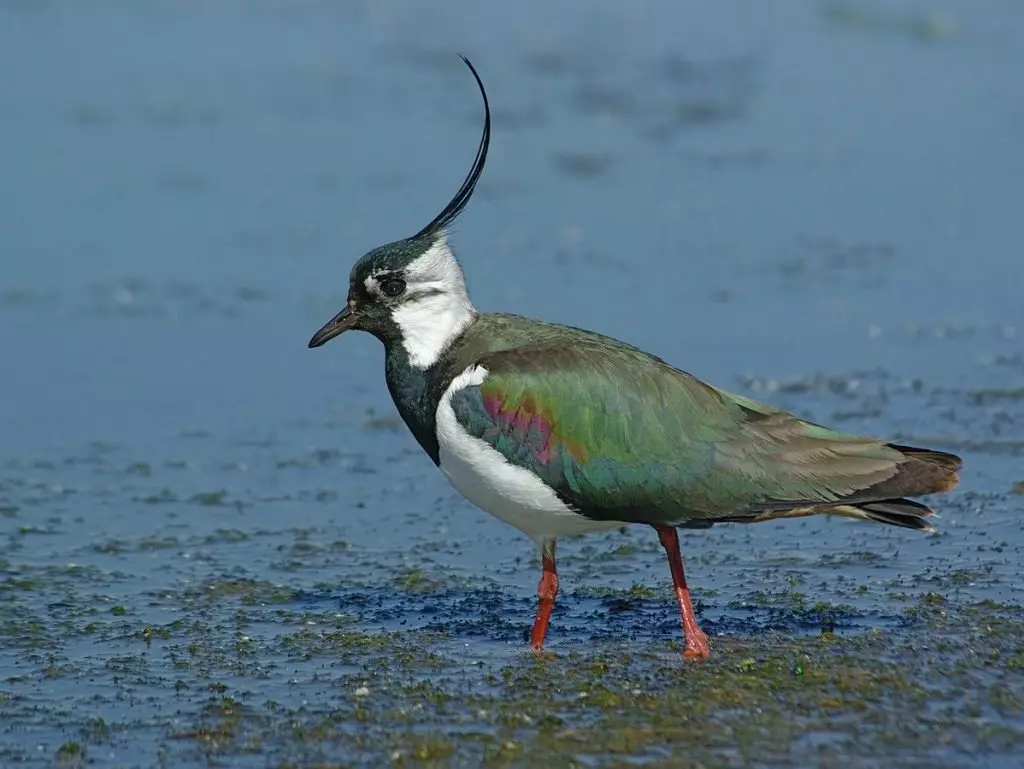 De Lapwing Vugel léiwer feucht Gebidder.