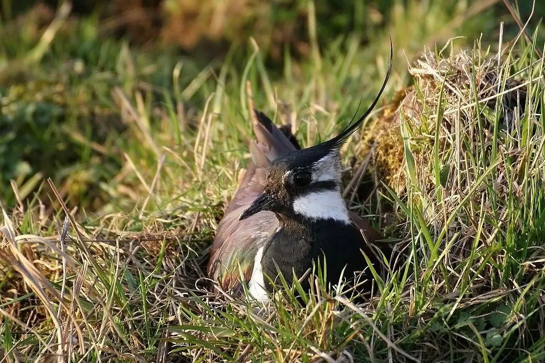 Lapwings จัดรังในที่ลุ่มในดิน