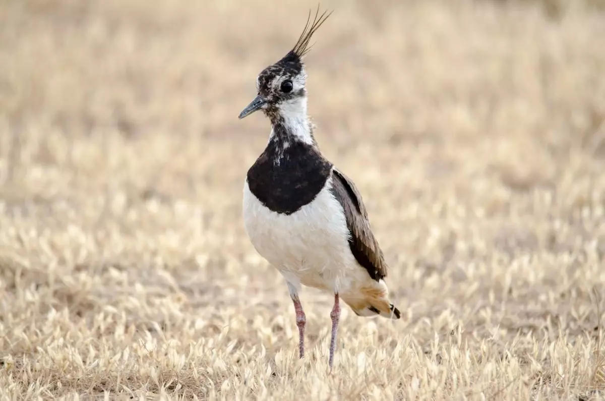 Lapwings suka menetap di ladang yang ditanami tanaman budidaya.