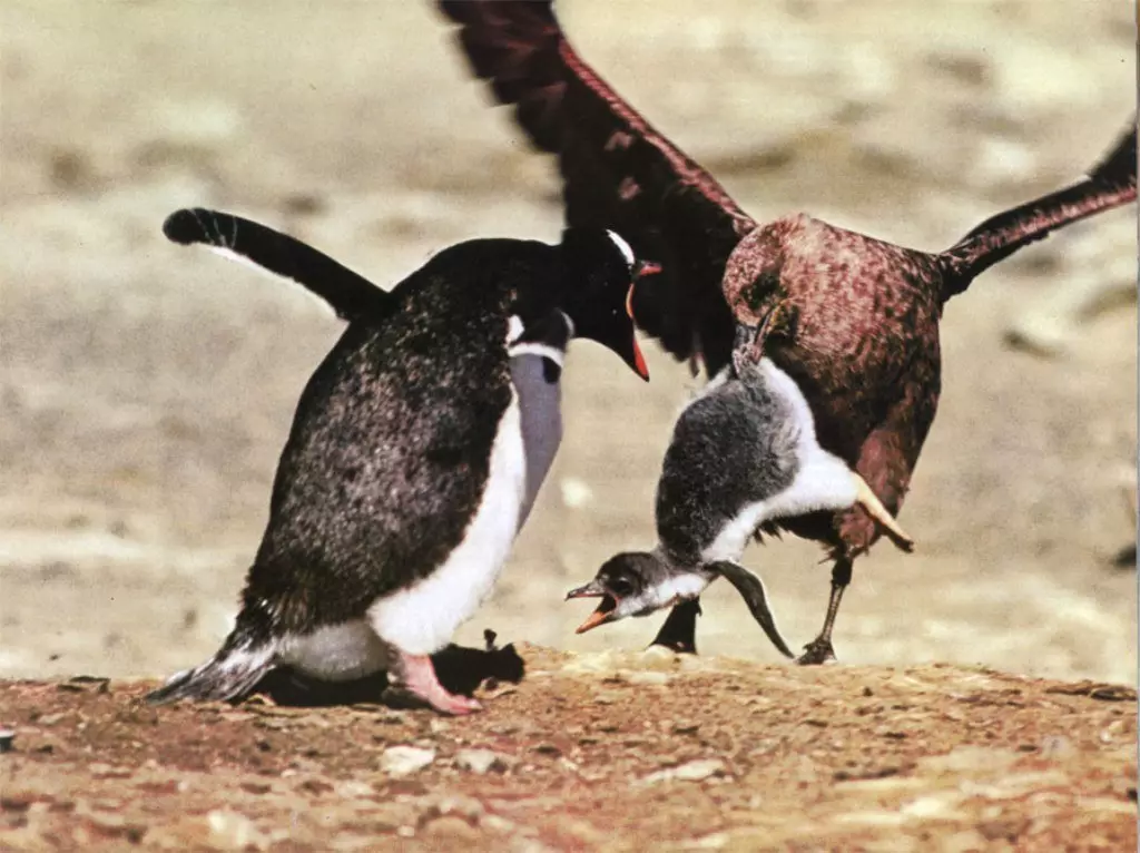 Скуа је ухватила пиле пингвина.