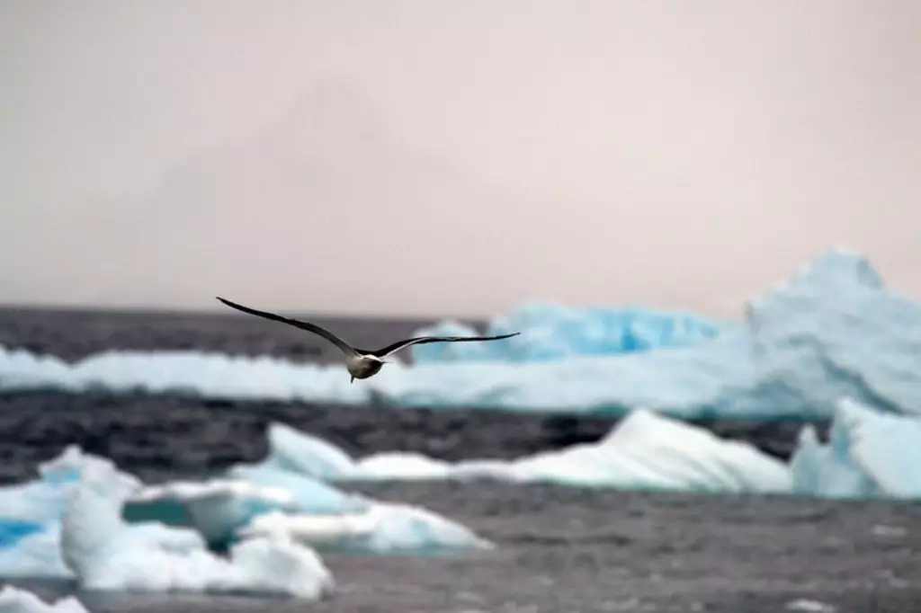 Албатрос над ледом Антарктика.