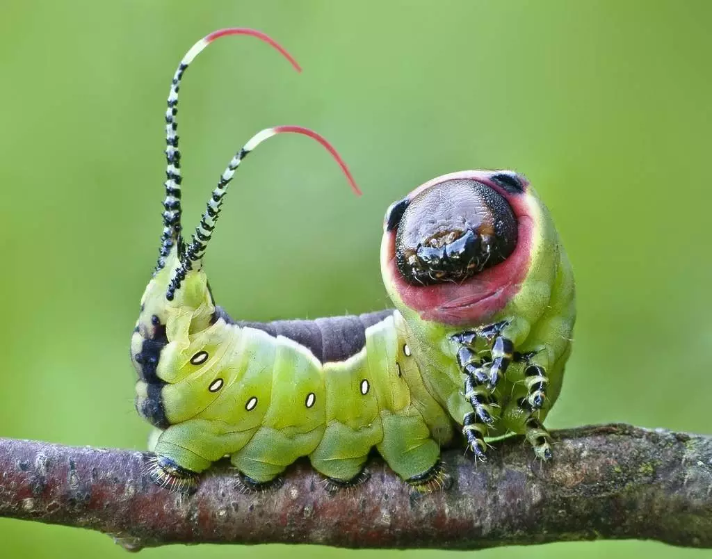 Harpy ကြီး (Cerura vinula) ။