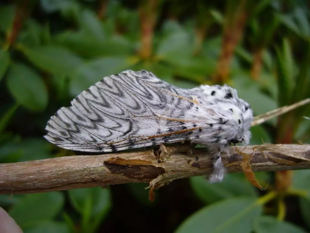 Pupation av stora harpies sker på sensommaren - början av hösten.