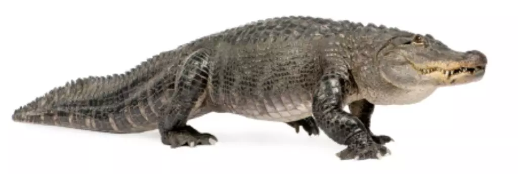 Kada na Amurka (Latin Crocodylus acutus)