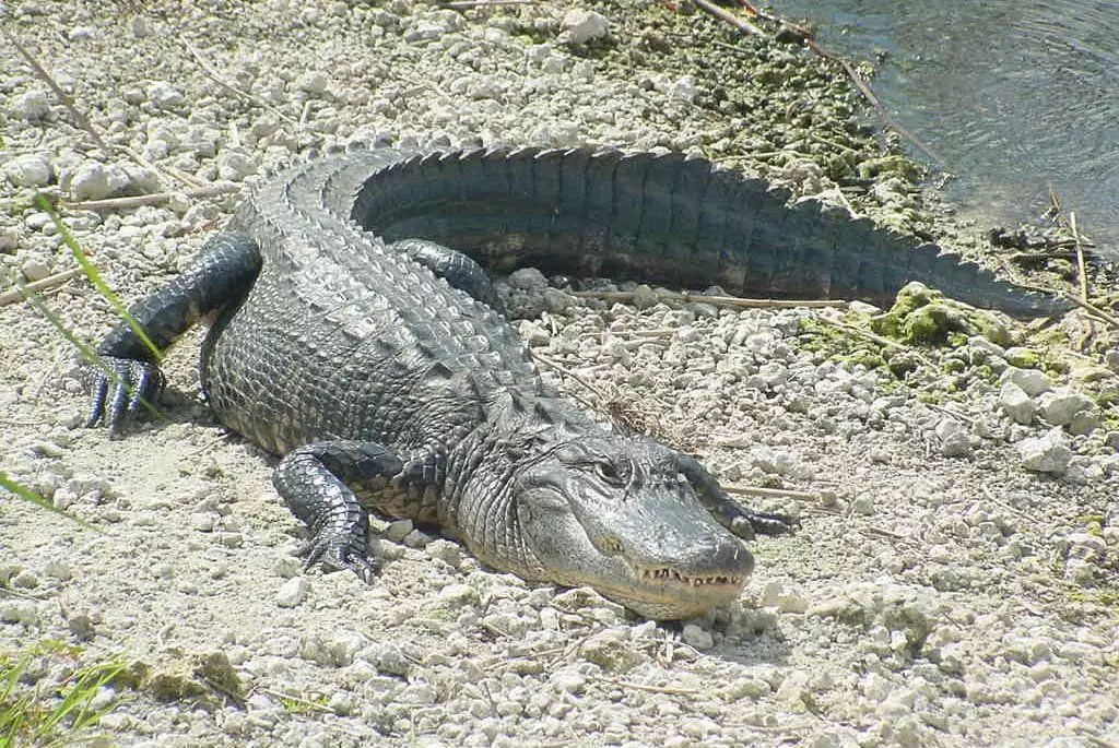 Alligator (lat.Alligator)