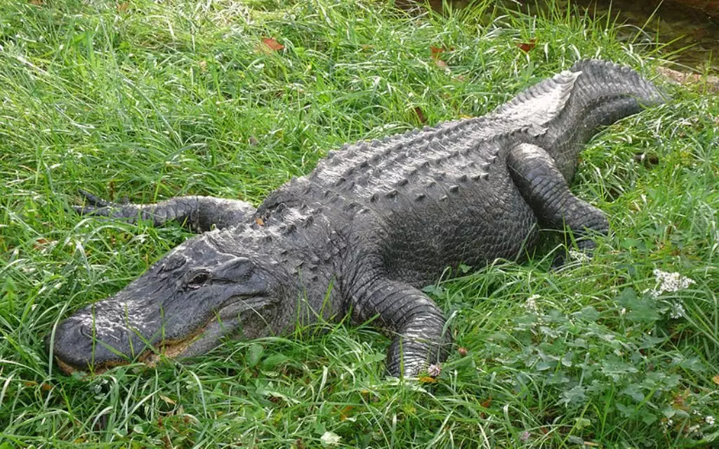 Buaya dengan moncong bulat yang khas.