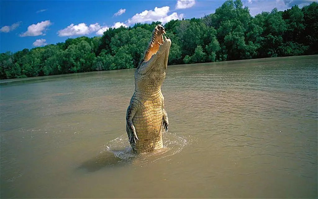 Alligatore salta fuori dall'acqua.