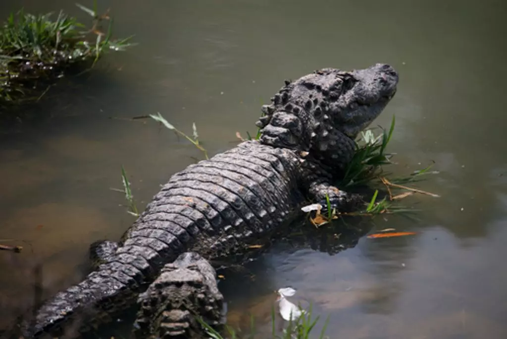 I-alligator yamaShayina (Alligator sinensis), embozwe izihlangu zamathambo.