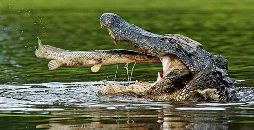 Ibọn toje - ẹja funrararẹ fo sinu ẹnu alligator.