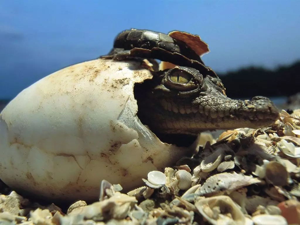 Cucciolo di alligatore nato da un uovo.