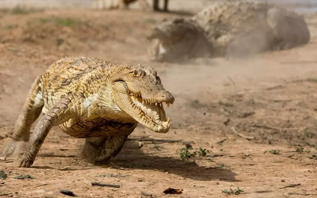 Alligator na iya zama mai tseren gudu da sauri.