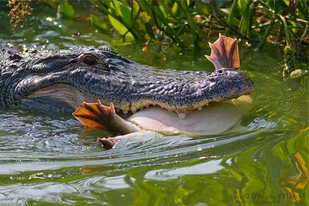 Alligator pẹlu ohun ọdẹ.