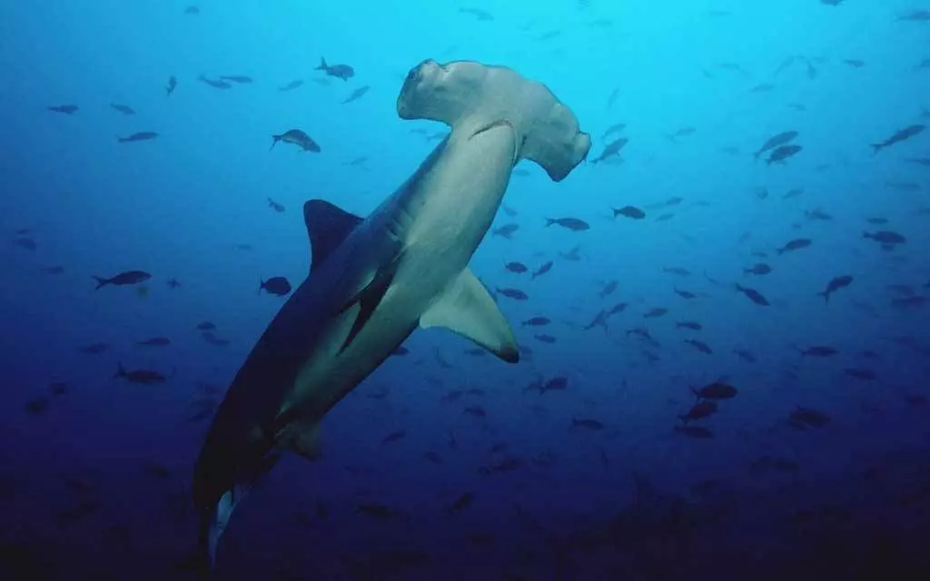 O hammerhead shark e felavasaʻi.