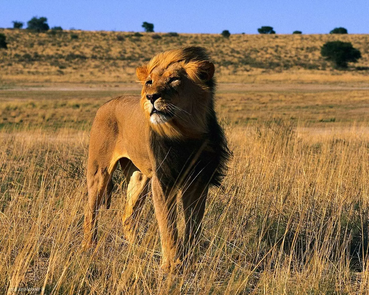 The lion is truly the king of the savannah.