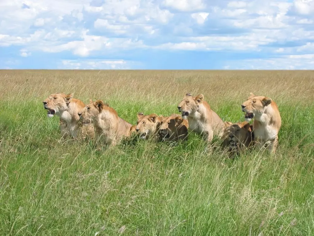 Leonas emboscadas á caza.