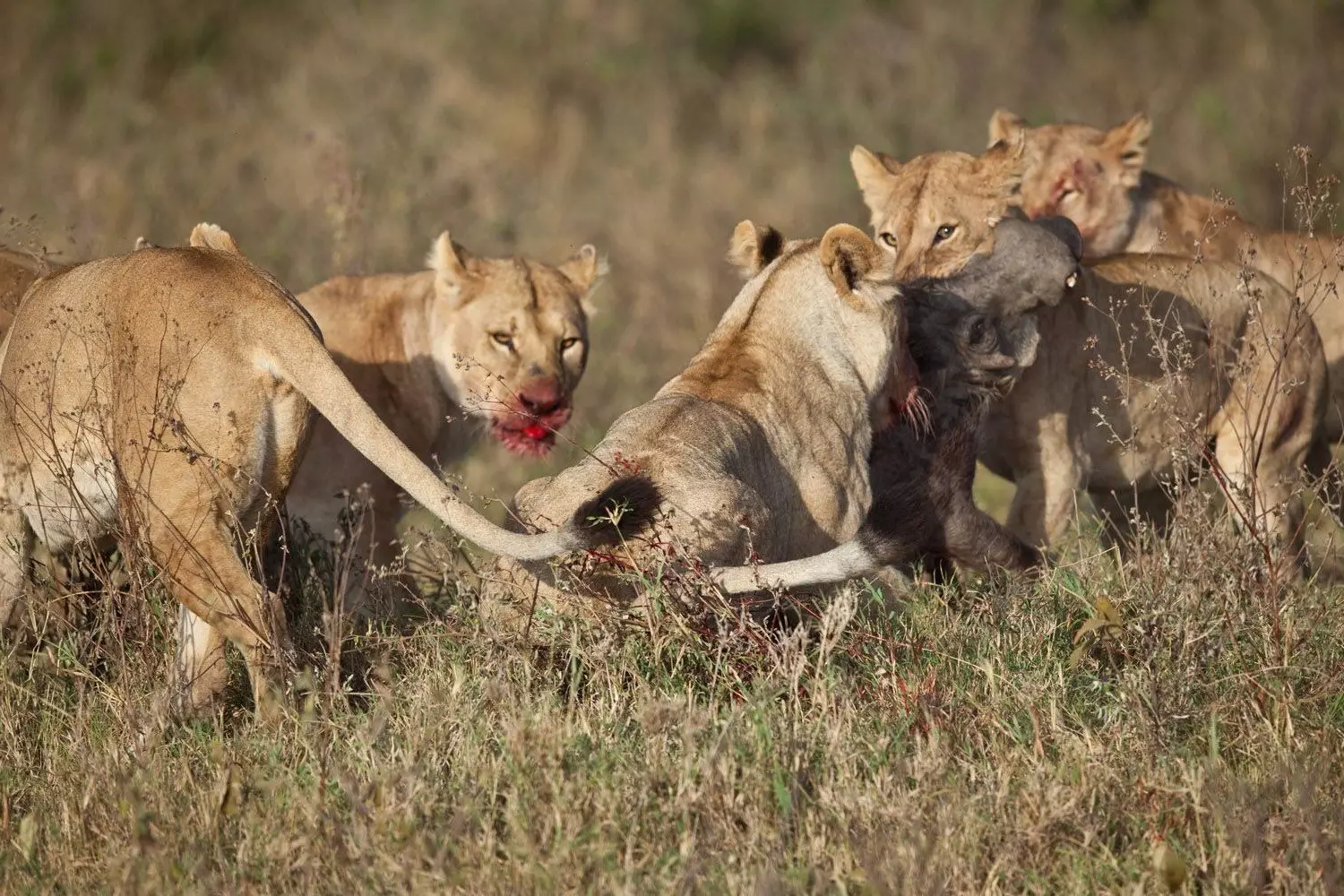 The success of the hunt lies in the experience and number of lionesses.