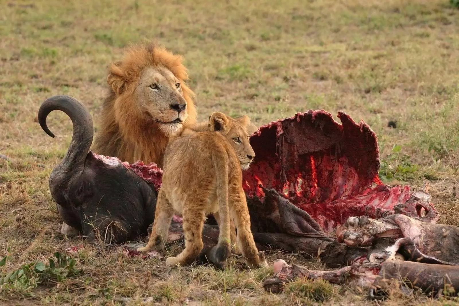 Non obstante, o rei cena primeiro.