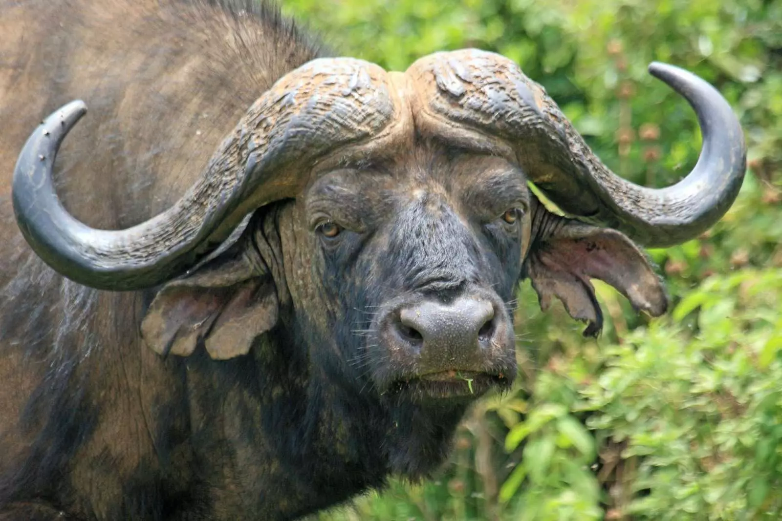 Afrikaanse buffel (Latijnse Syncerus caffer)