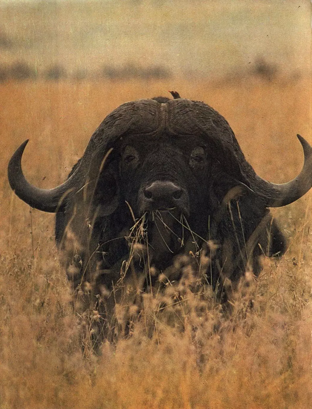 Afrikaanse buffel. Daar, achter de massieve hoorns, loerde een slepende vogel.