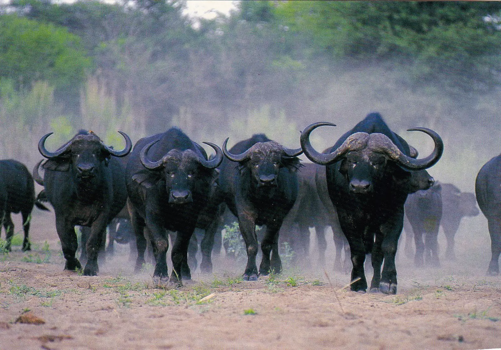 É moi perigoso atoparse no camiño preto dunha manda de búfalos africanos. Poden pisar a calquera e calquera cousa.