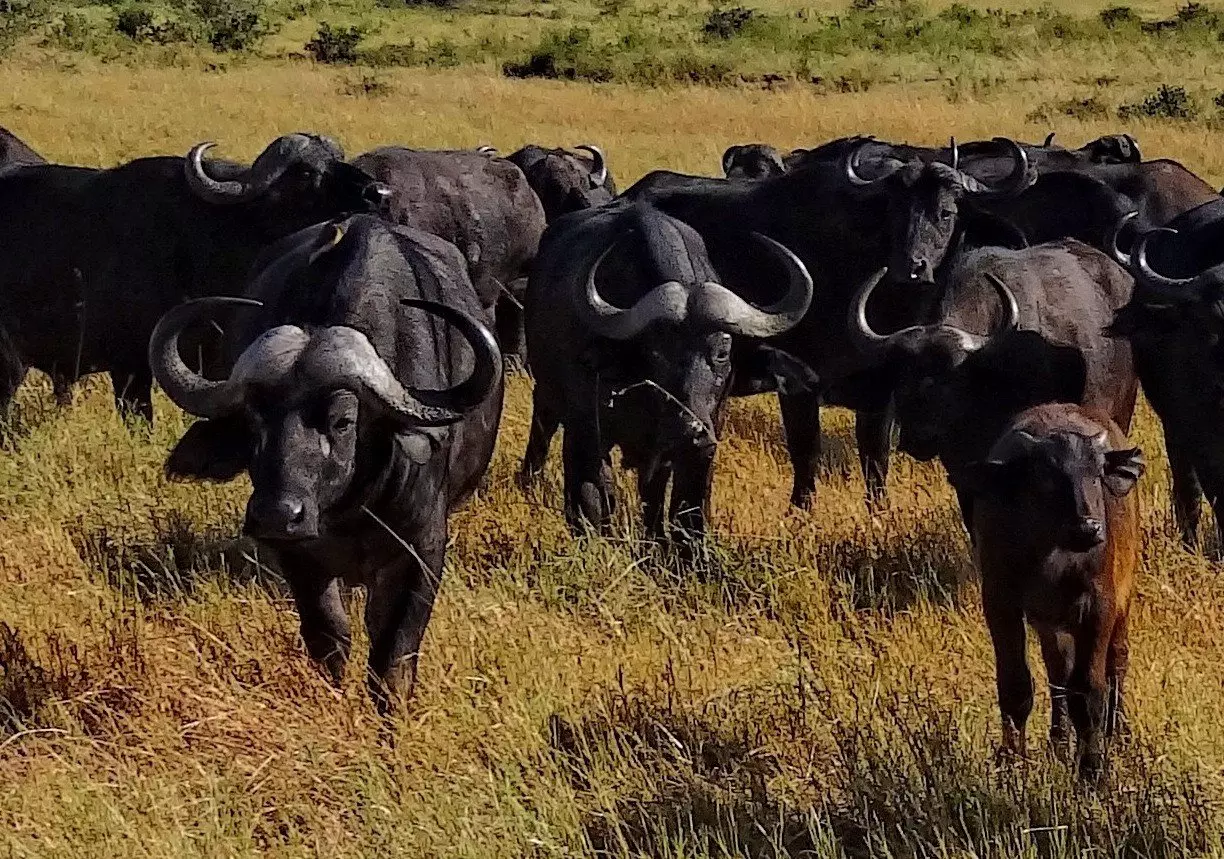 Así se aliñan os búfalos ao protexer os becerros. Bisonte e bisonte fan o mesmo.