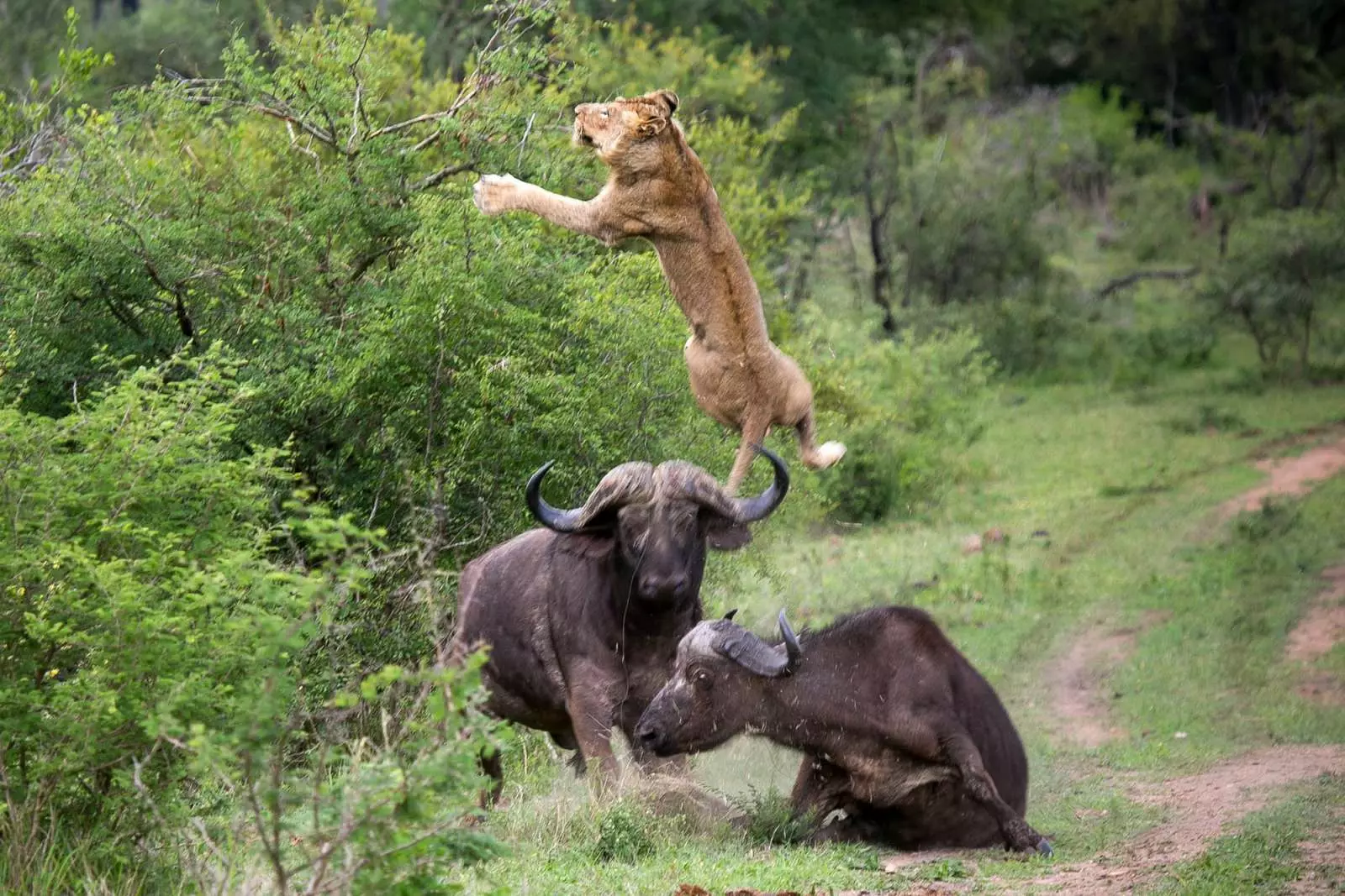 Bij het ontmoeten van leeuwinnen is de kans 50/50. Leeuwen sterven bij het jagen op Afrikaanse buffels niet minder dan de buffels zelf.