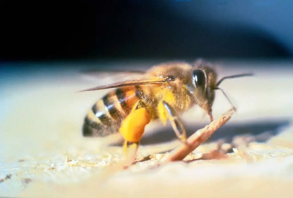 Afrika arısı (Latin Apis mellifera scutellata)