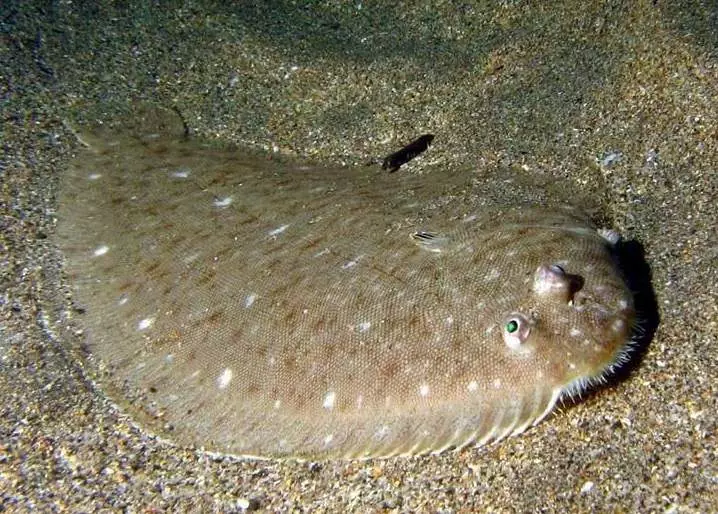 Kroppen er dækket af små skalaer, så fisken føles hård at røre ved.