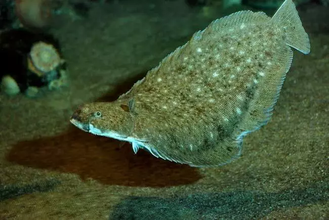 Eurooppalaisen suolan kaupallinen nimi on pangasius.