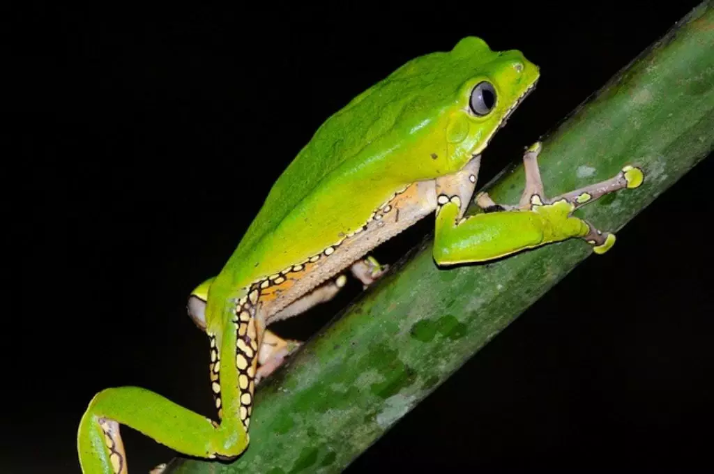 Bicolor Phyllomedusa (bicolor Laatiin Phyllomedusa)