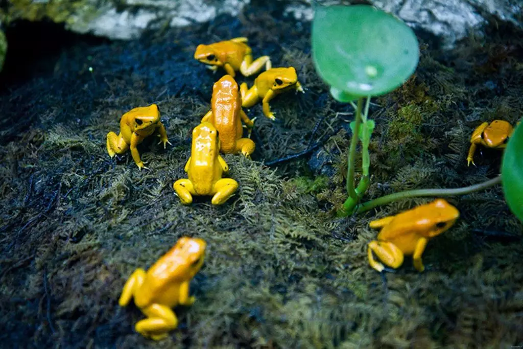 Mpandaji wa majani wa kutisha (Kilatini Phyllobates_terribilis)