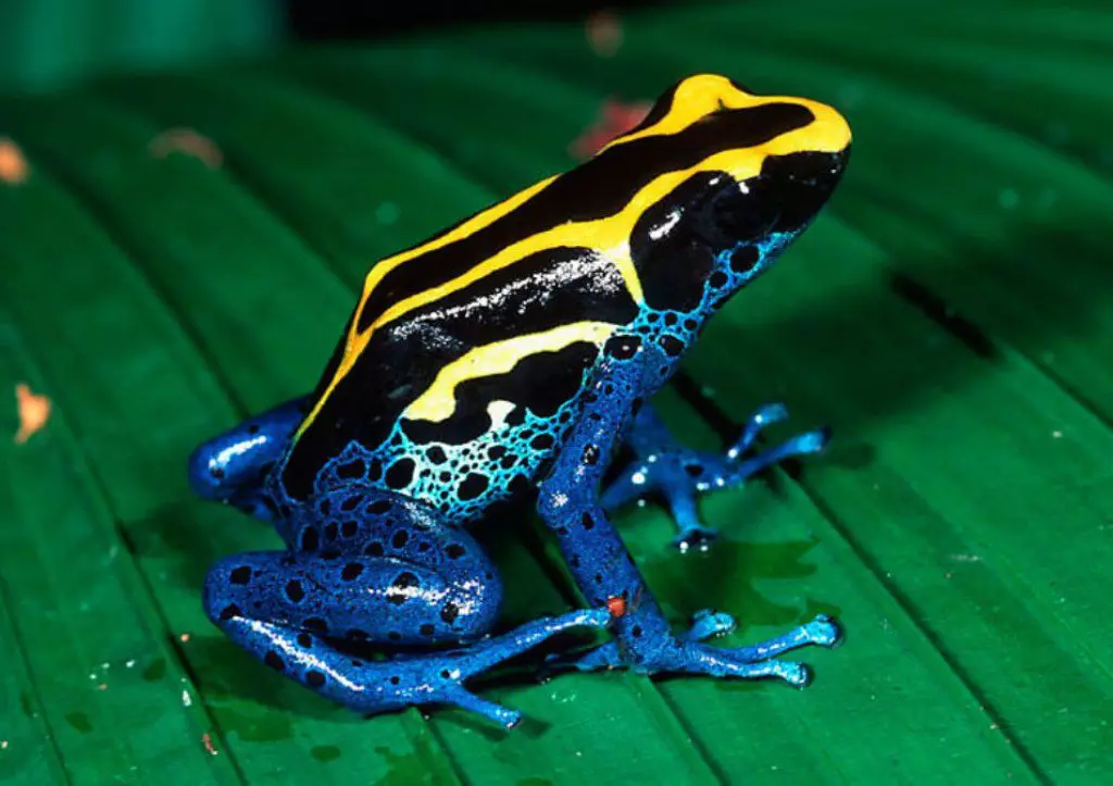 Dog'li dart qurbaqa (lotincha Dendrobates tinctorius)