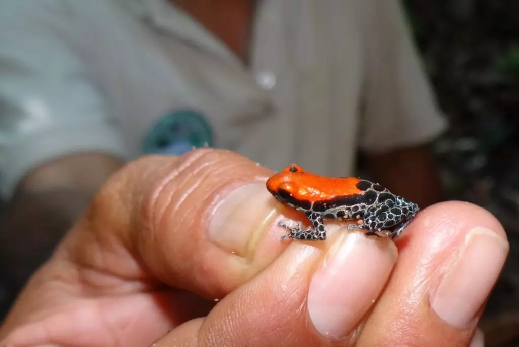 Rana venenosa de espalda roja (Ranitomeya reticulatus de latitud)