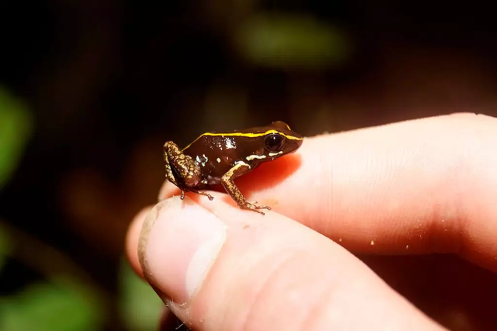 Uzamuka amababi meza (Ikilatini Phyllobates_lugubris)