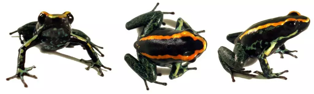 Alawọ ewe bunkun (Latin Phyllobates-vittatus)