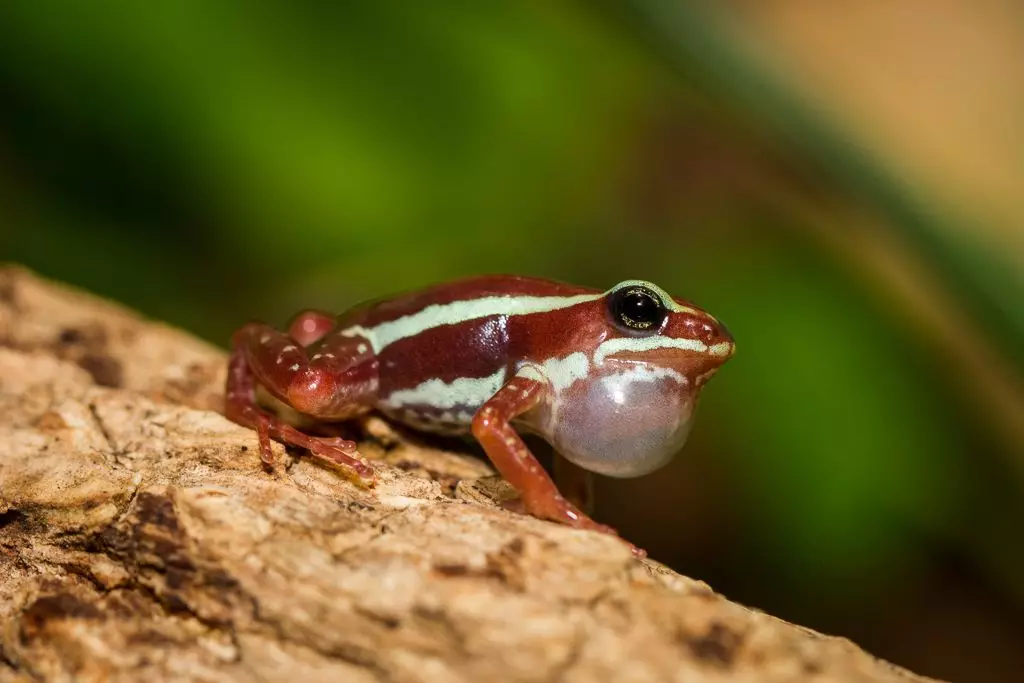 Hiru erreiko hosto eskalatzailea (lat. Epipedobates_tricolor)