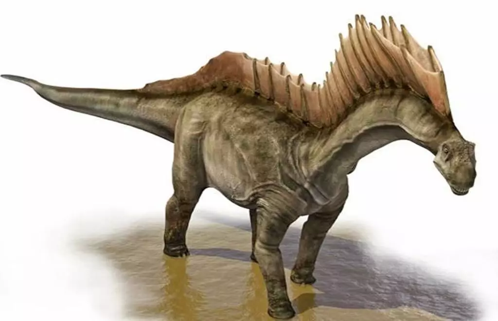 Tot i les seves grans dimensions, Amargasaurus era un herbívor.