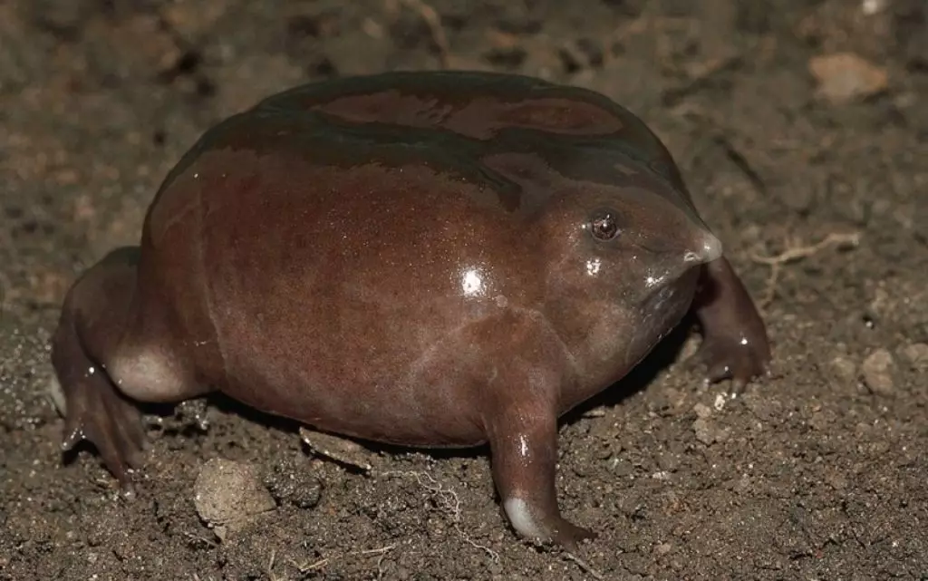 Purple Frosch (lat. Nasikabatrachus sahyadrensis)