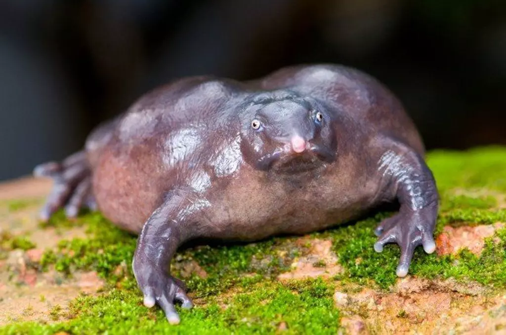 La rana violeta rara vez sale a la superficie desde su madriguera.