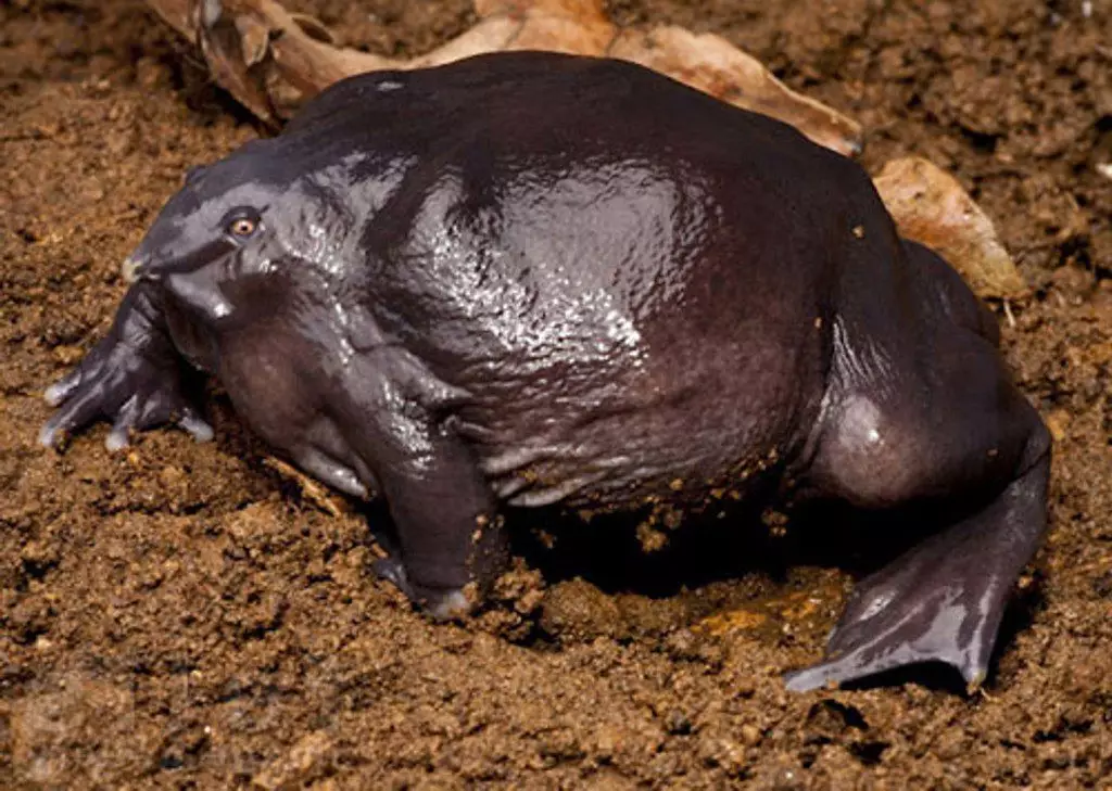 De purpurroude Frosch ass beschäftegt mat Äerdwierker.