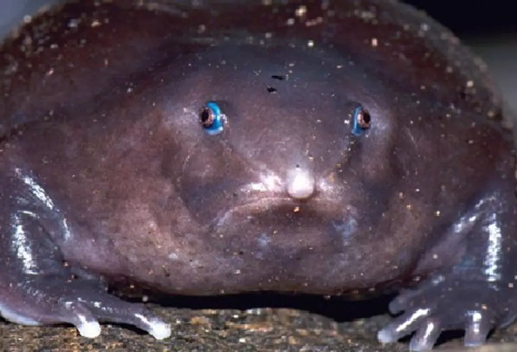 Mat der Hëllef vun enger schmueler Schnouer kritt de Frosch Insekten aus hire Verstoppe.