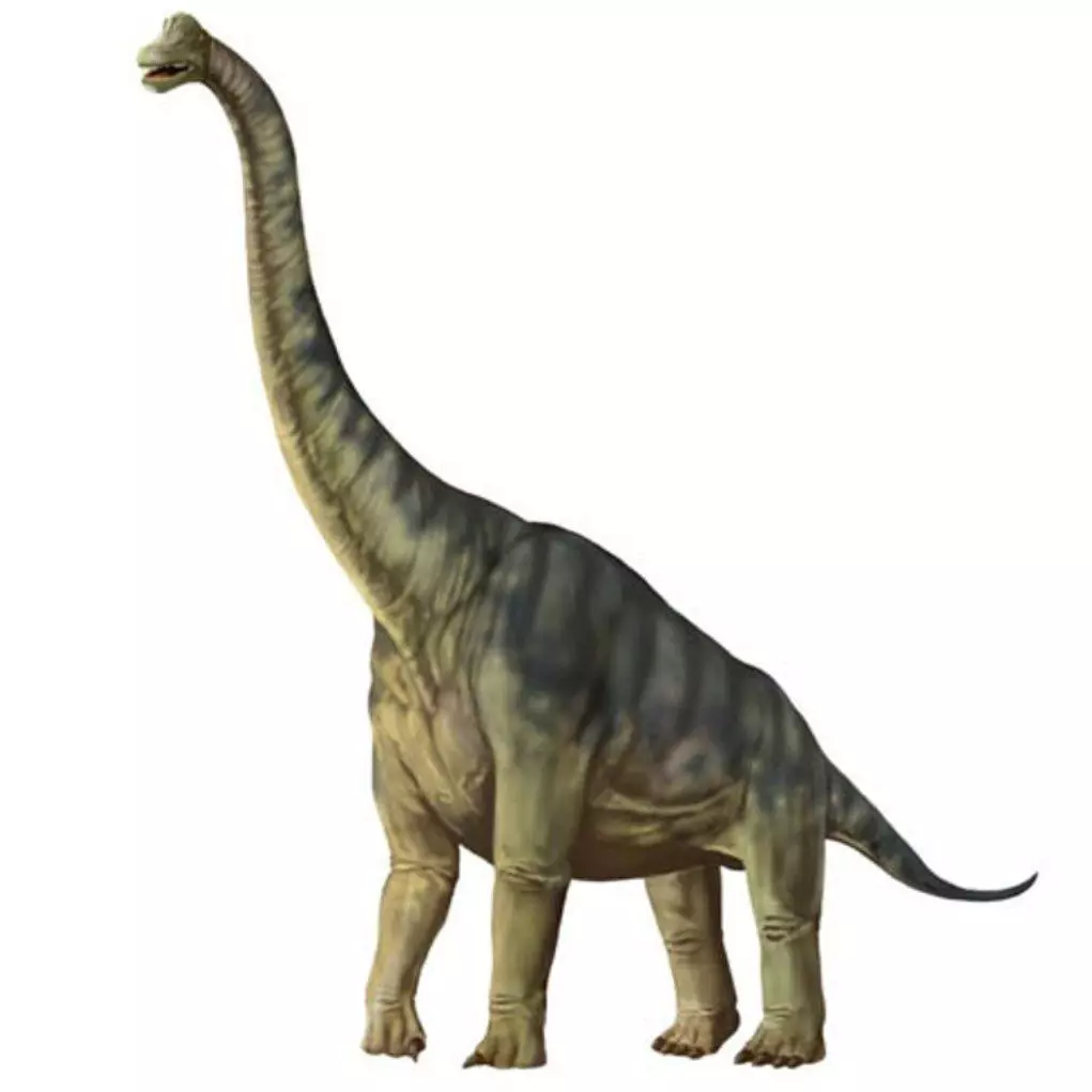 Түр: брахиозавр