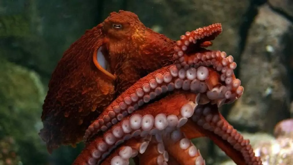 Obří chobotnice je intelektuál mezi hlavonožci