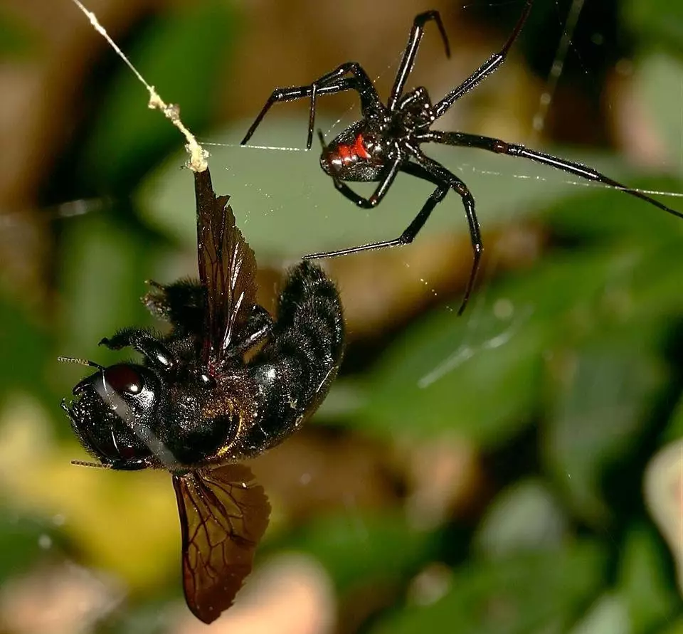 Die Schwarze Witwe ist eine kleine Spinne. Die Opfer sind jedoch unvergleichlich größer als er selbst.