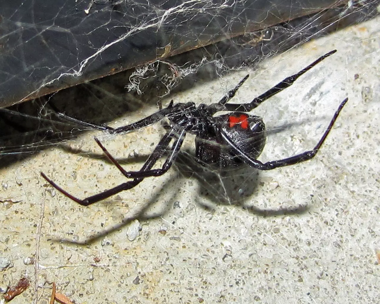Trotz aller Giftigkeit beißt die Schwarze Witwe nie absichtlich Menschen. Dies ist eine Abwehrreaktion gegen die Gefahr, die diese kleine und listige Spinne spürt.