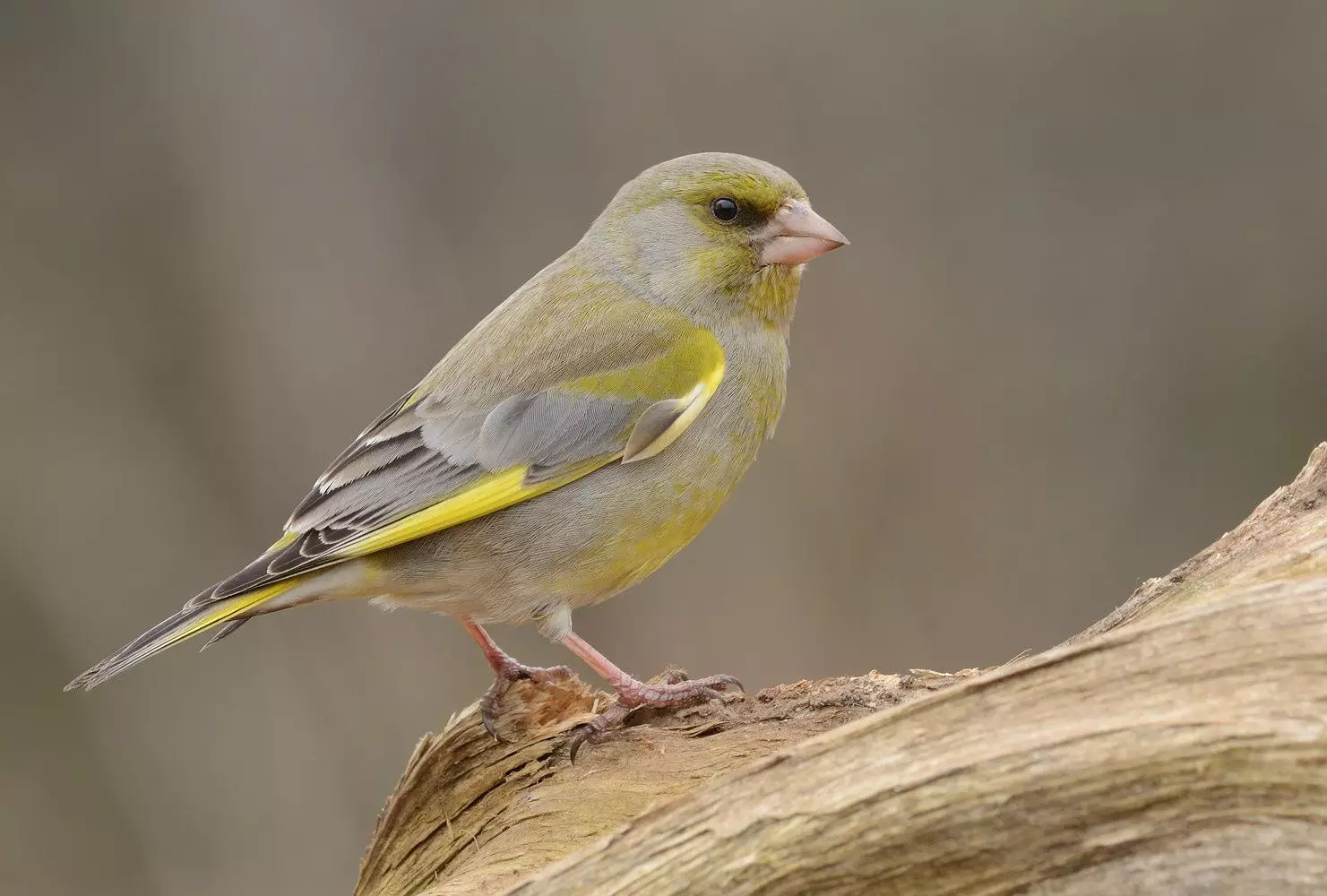 Ceai verde comun (Carduelis chloris).