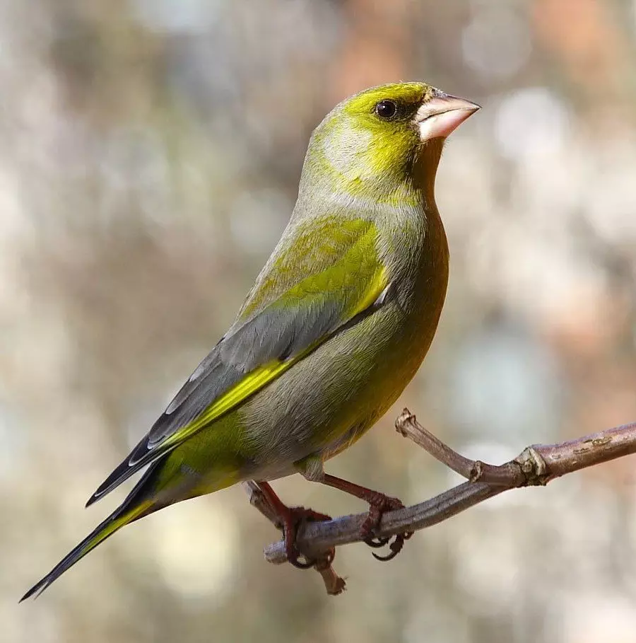 L’ocell va rebre el seu nom pel color del plomatge.
