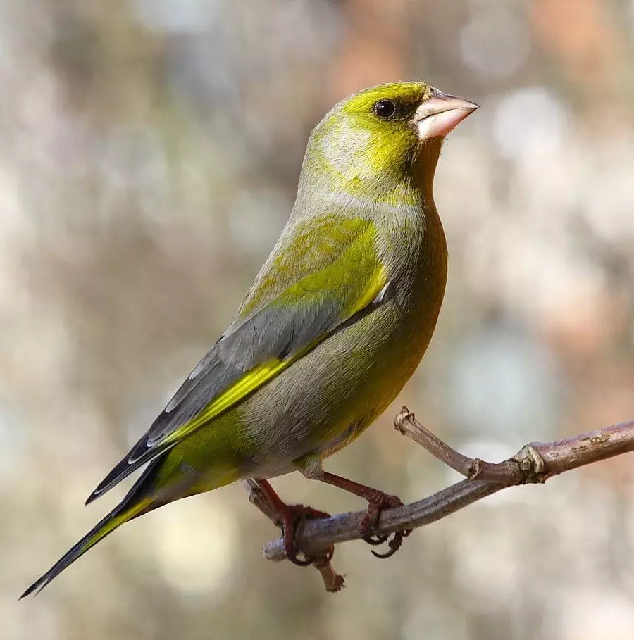 L'uccello ha preso il nome dal colore del piumaggio.